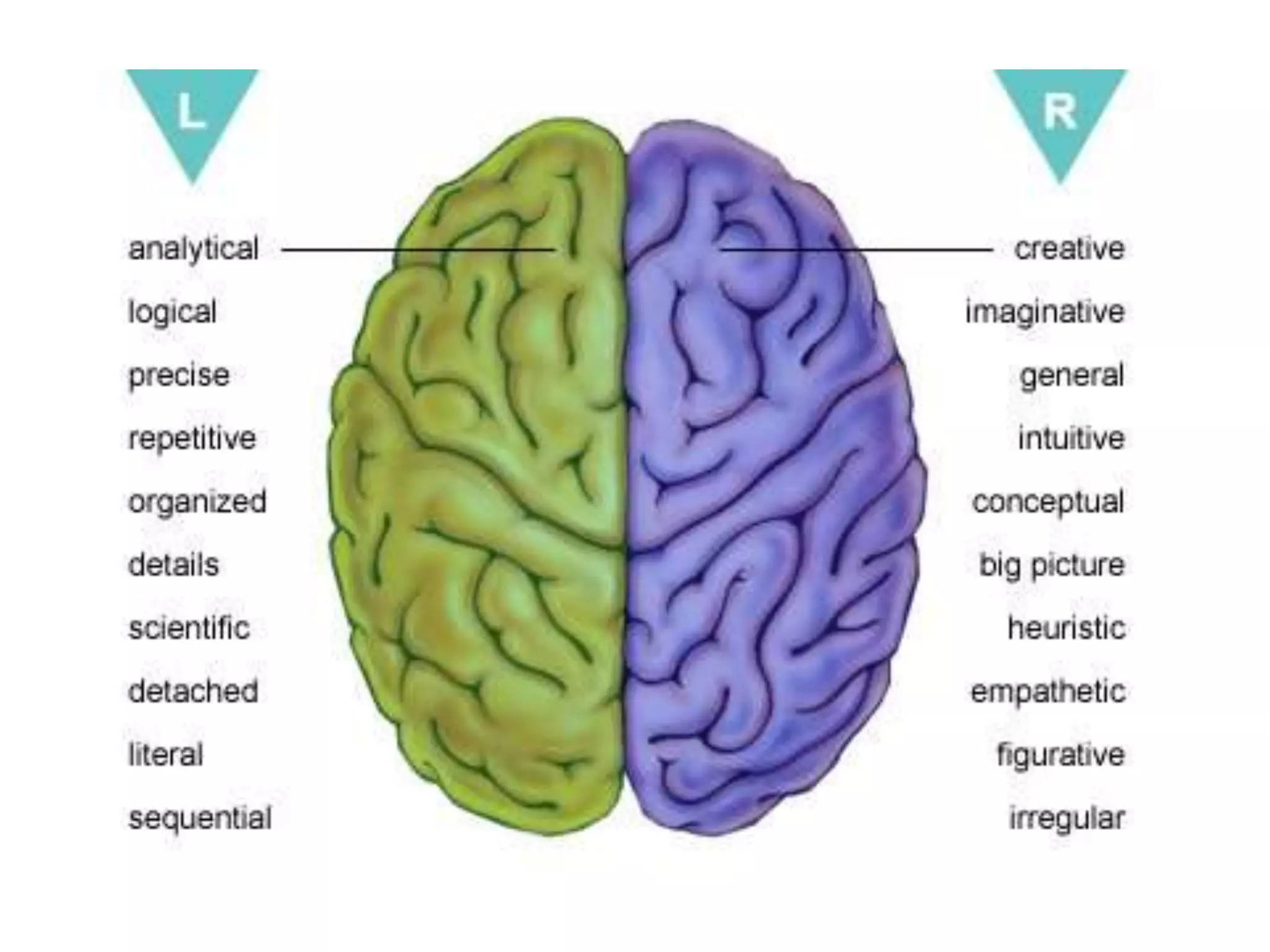 Teori split brain (roger sperry) | PPT | Free Download