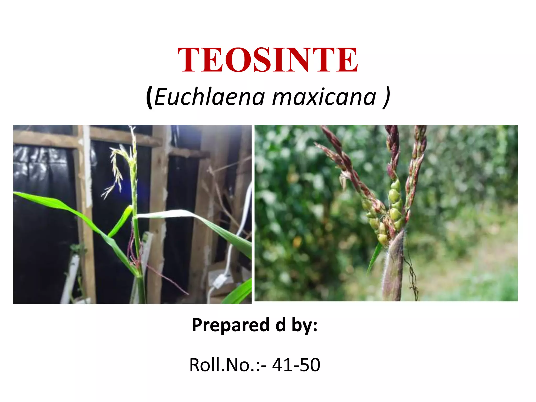 Teosinte | PPT