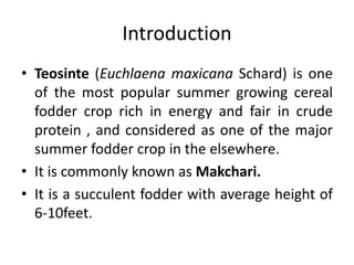 Teosinte | PPTX