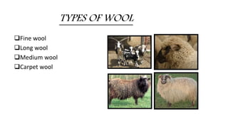 Wool fiber presentation | PPT