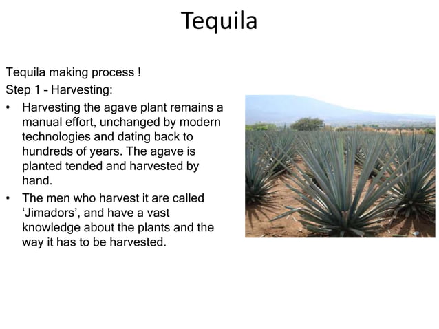 Tequila production and its types | PPTX | Alcoholic Beverages | Food & Drink