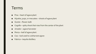 Tequila | PPT