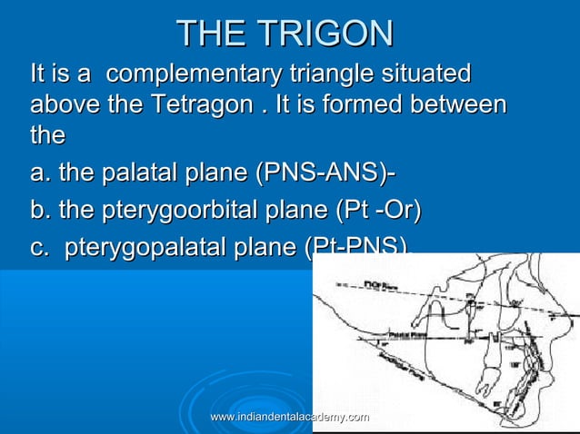 Tetragon a visual cephalometric analysis | PPT | Dental Health ...