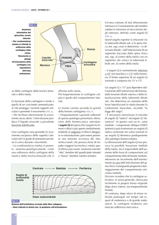 Terapia della condropatia femoro rotulea | PDF