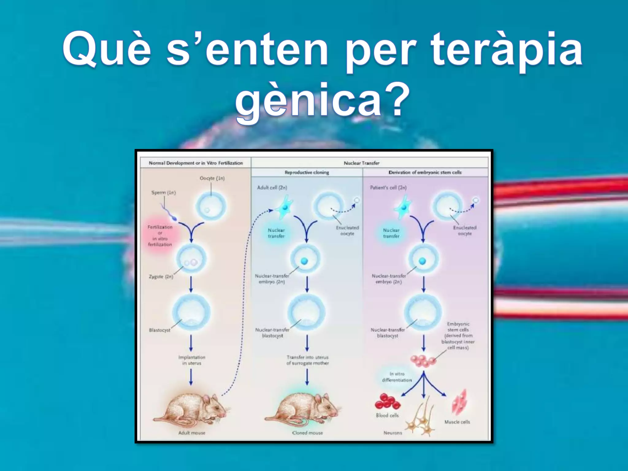 Terapia Gènica | PPT