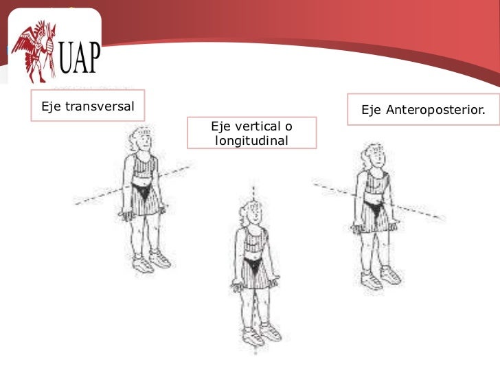 musculos principales