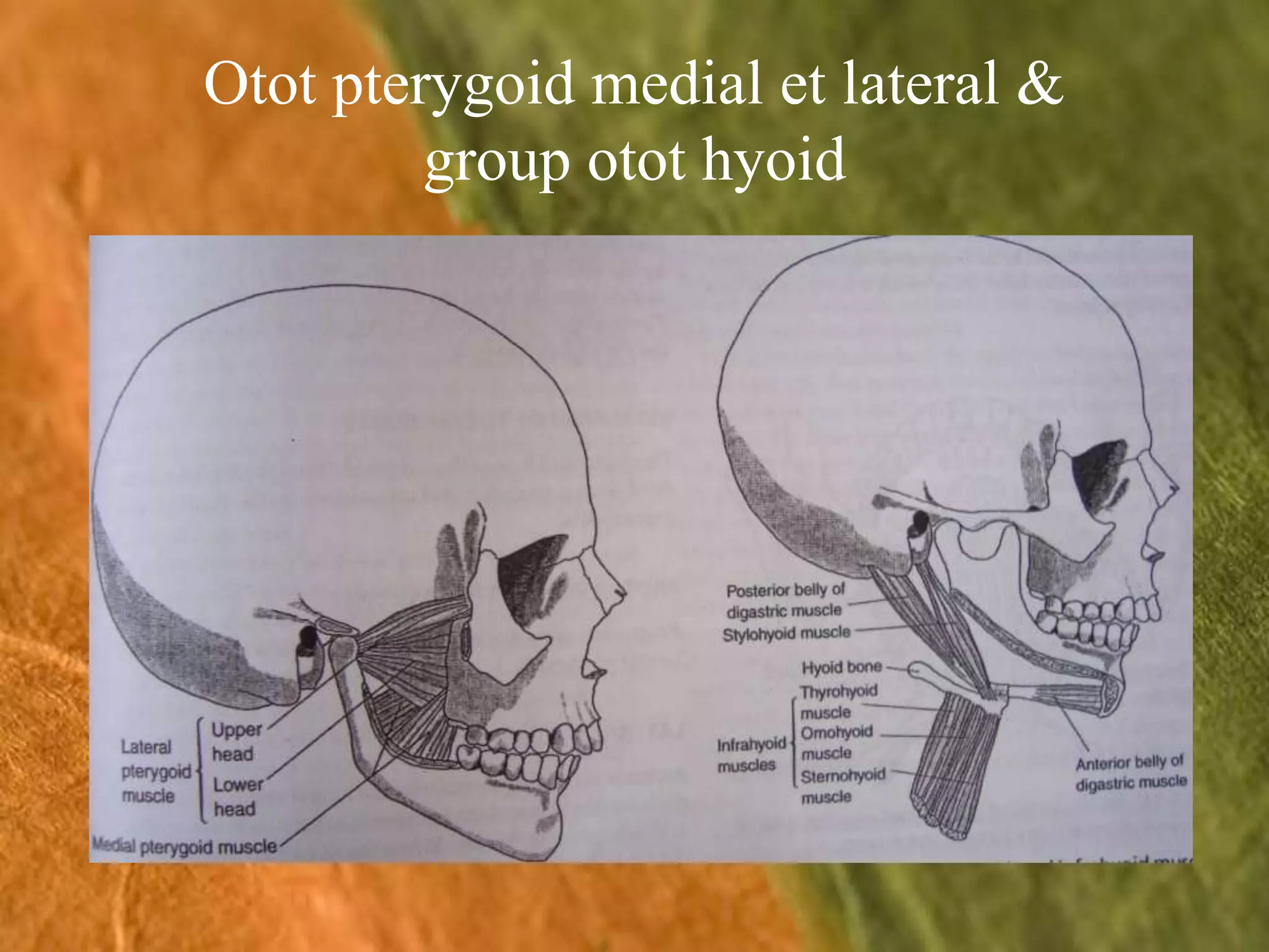 Terapi manual TMJ dalam Fisioterapi | PPTX