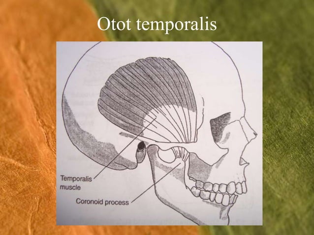 Terapi manual TMJ dalam Fisioterapi | PPTX