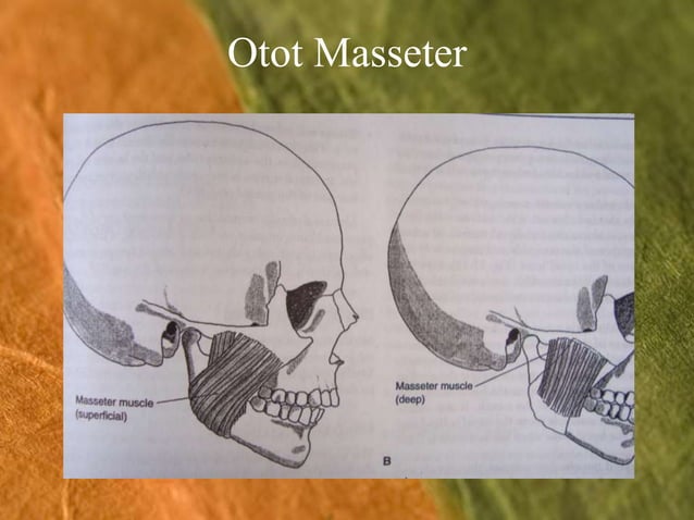 Terapi manual TMJ dalam Fisioterapi | PPTX
