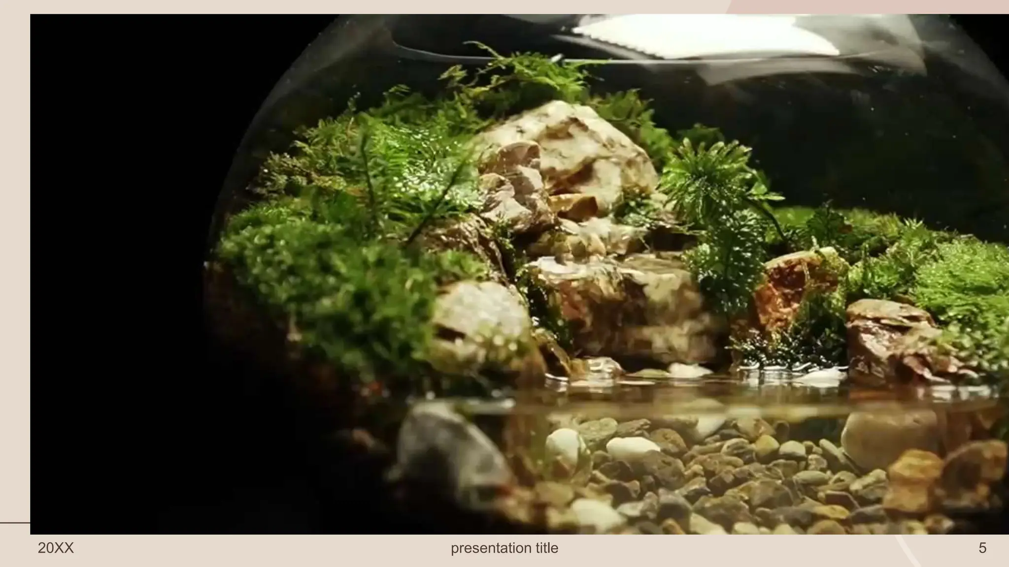 TERARIUM.pptx