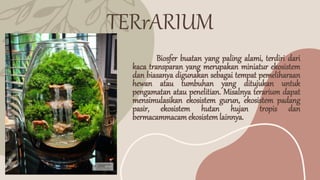 TERARIUM.pptx