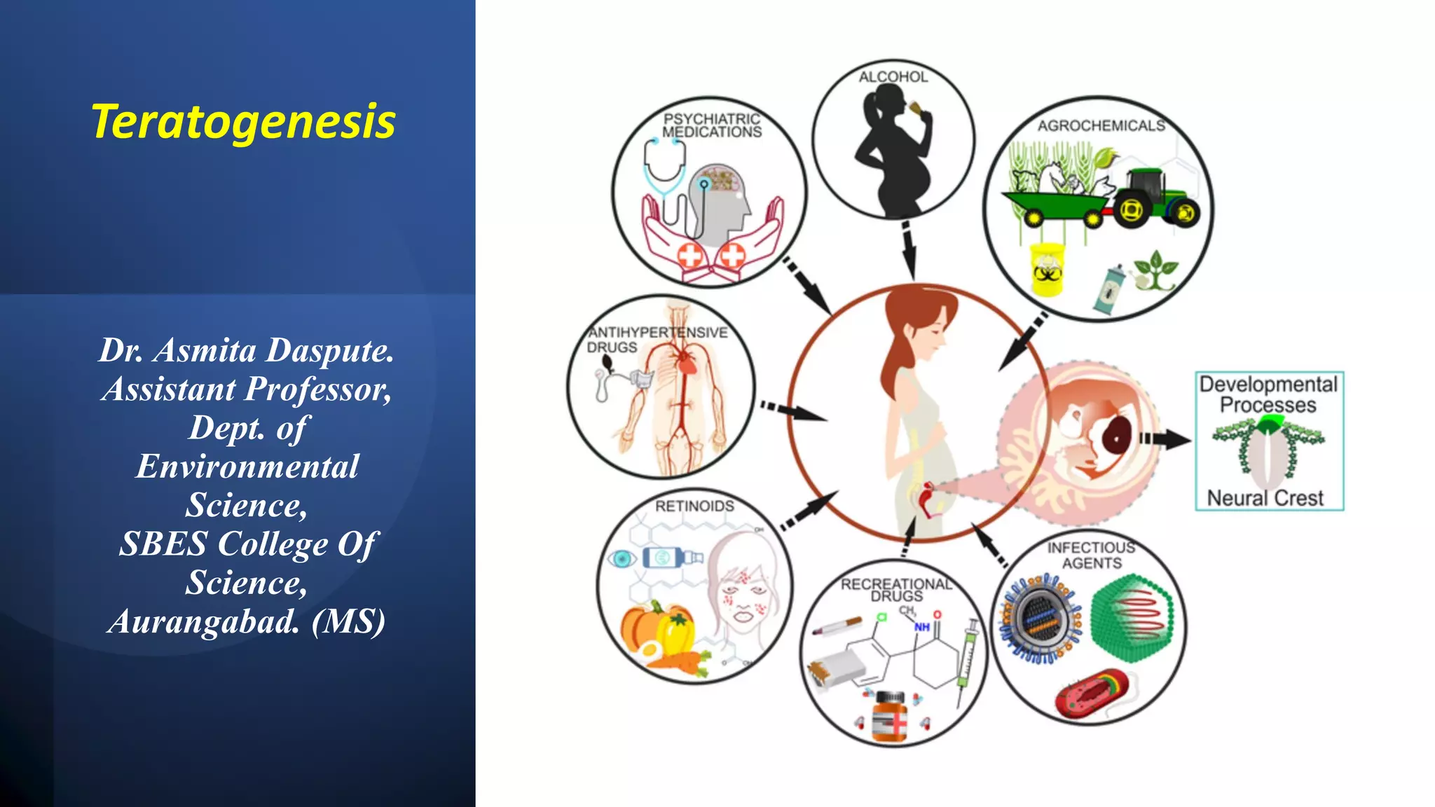 Teratogenesis | PDF