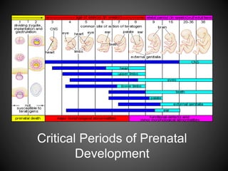 Teratogenesis | PPTX