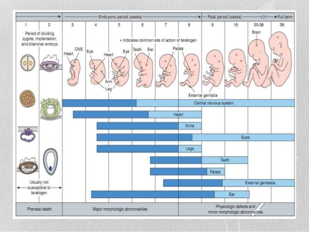 Teratogenic antibiotics