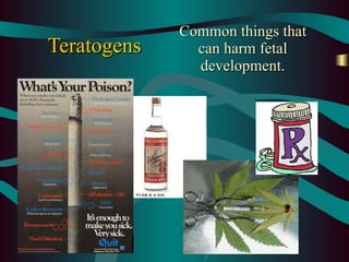 Teratogens | PPT