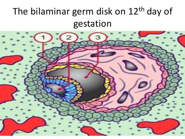 Teratology & embryology