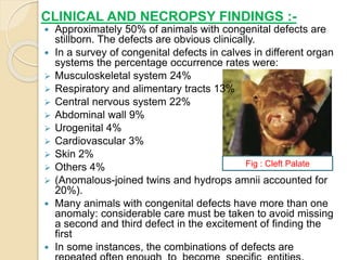 Teratology of calf | PPT