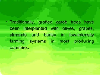 Teratsia Carob Tree | PPS