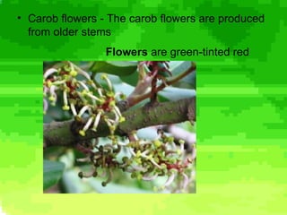 Teratsia Carob Tree | PPS