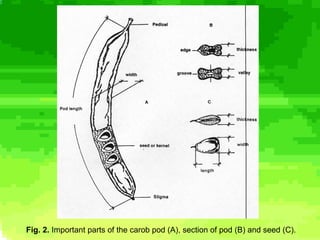 Teratsia Carob Tree | PPS