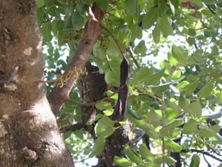 Teratsia Carob Tree | PPS