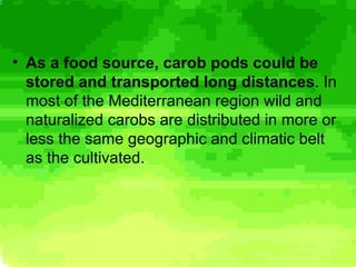 Teratsia Carob Tree | PPS