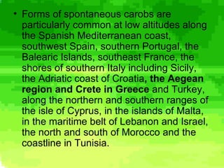 Teratsia Carob Tree | PPS