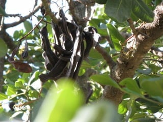 Teratsia Carob Tree | PPS