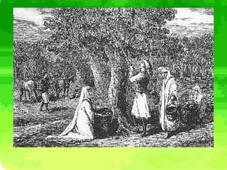 Teratsia Carob Tree | PPS
