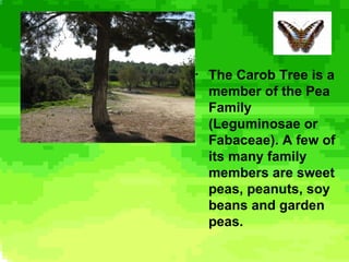 Teratsia Carob Tree | PPS