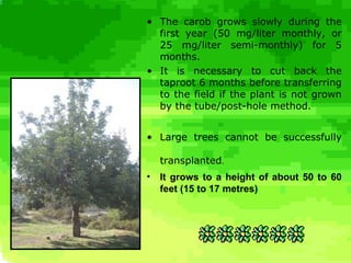 Teratsia Carob Tree | PPS