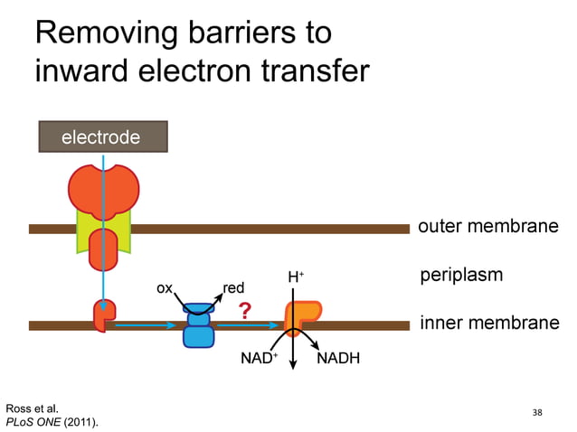 Harnessing Microbe-Electrode Interactions for Bioenergy | PPT