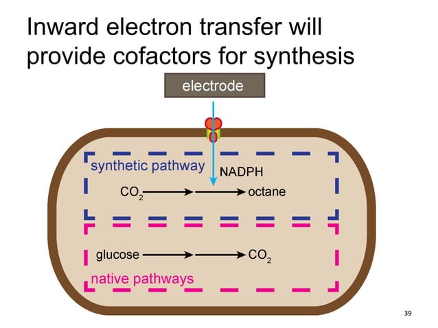 Harnessing Microbe-Electrode Interactions for Bioenergy | PPT