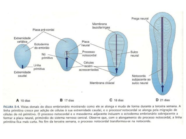 Terceira semana gastrulação