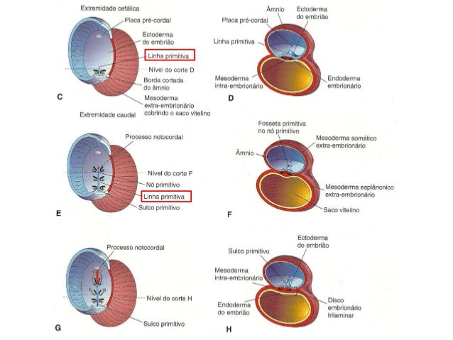 Terceira semana gastrulação