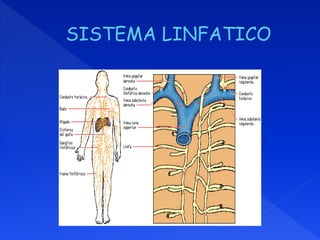 sistema linfatico | PPTX