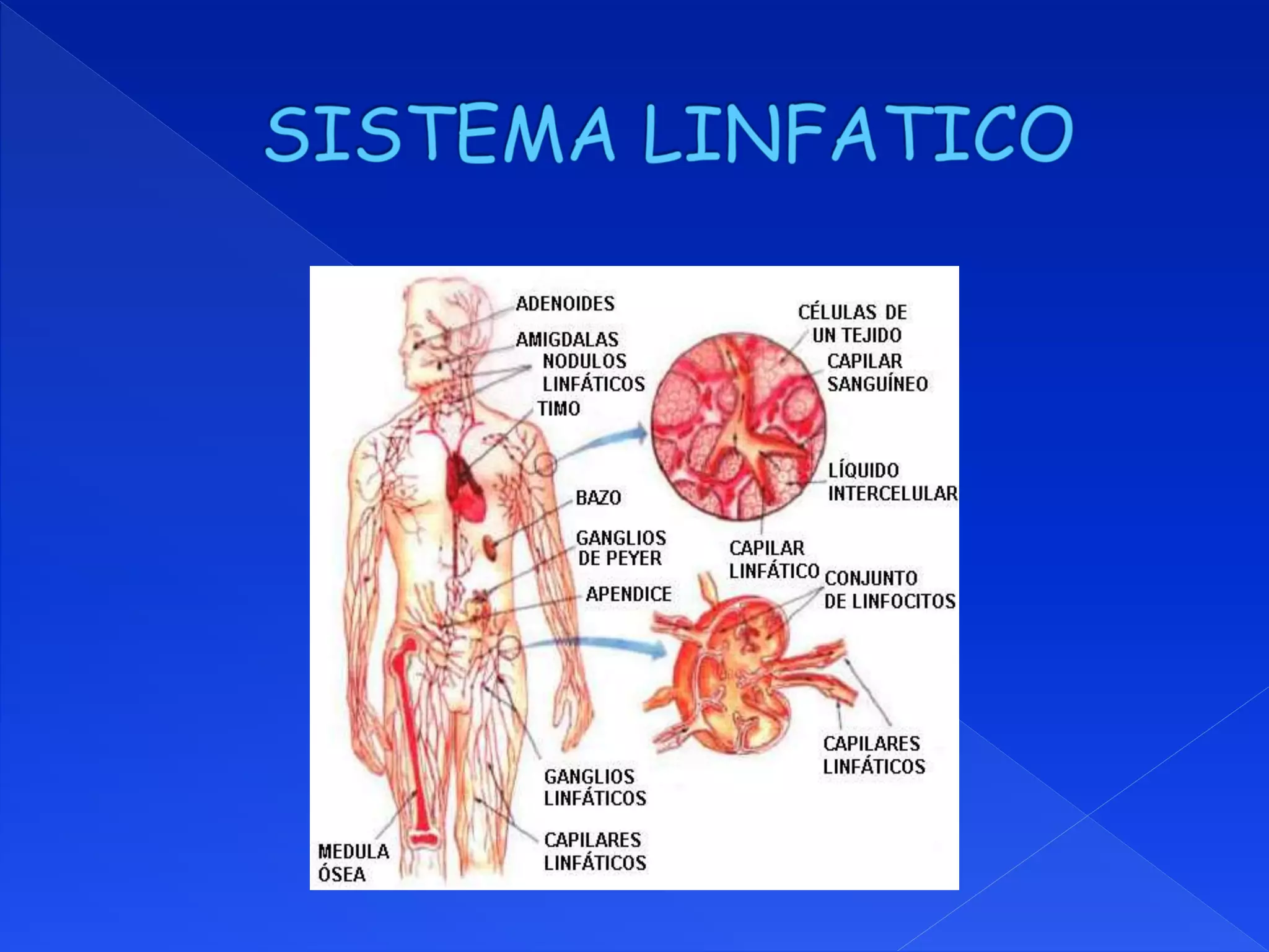 sistema linfatico | PPTX