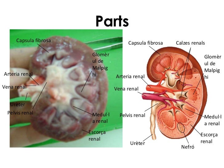 Tercera practica paula julia