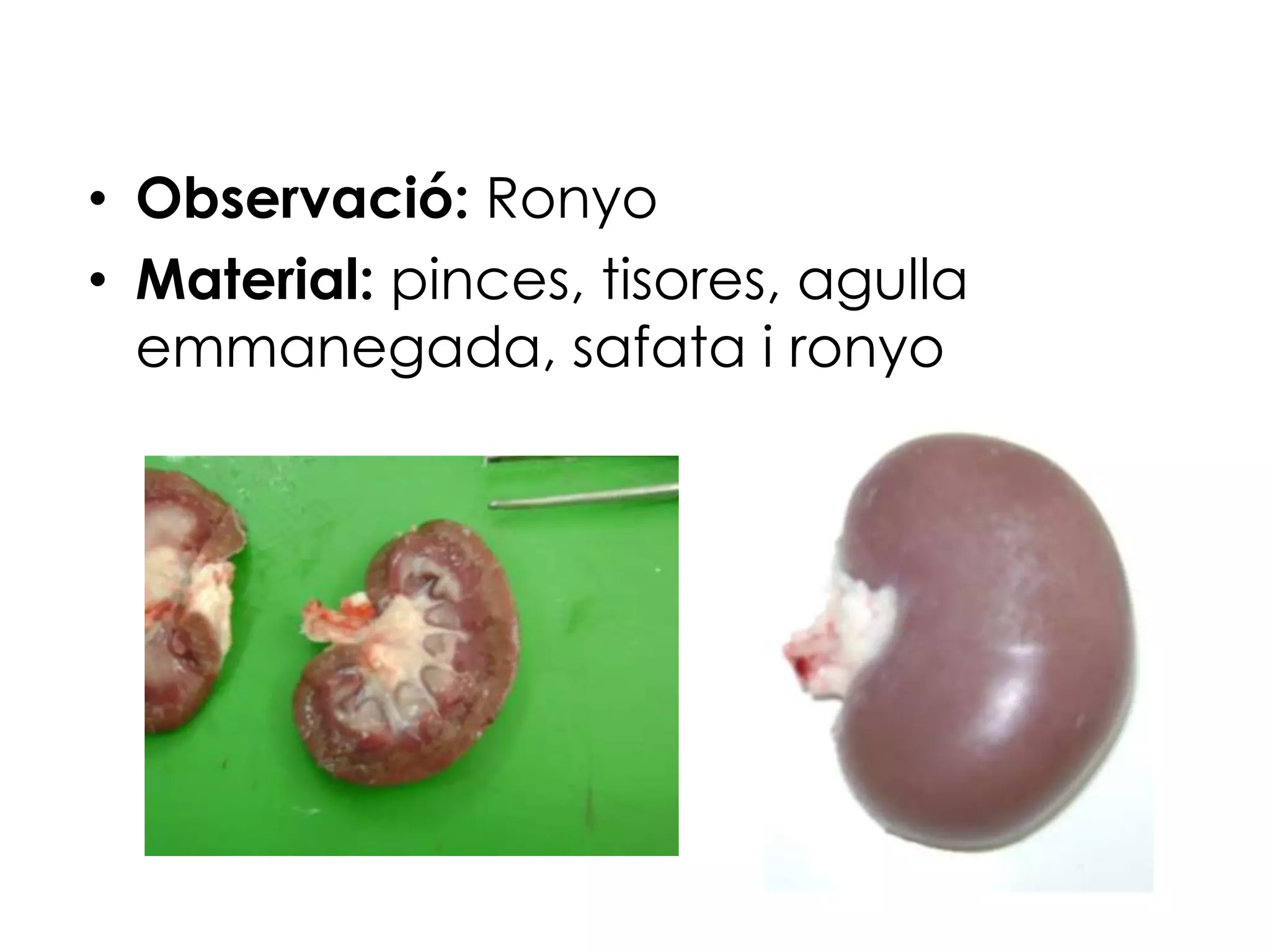 Tercera practica paula julia | PPTX