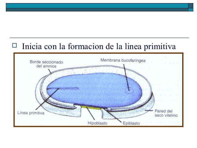 Aprendamos Embriologia : 2017