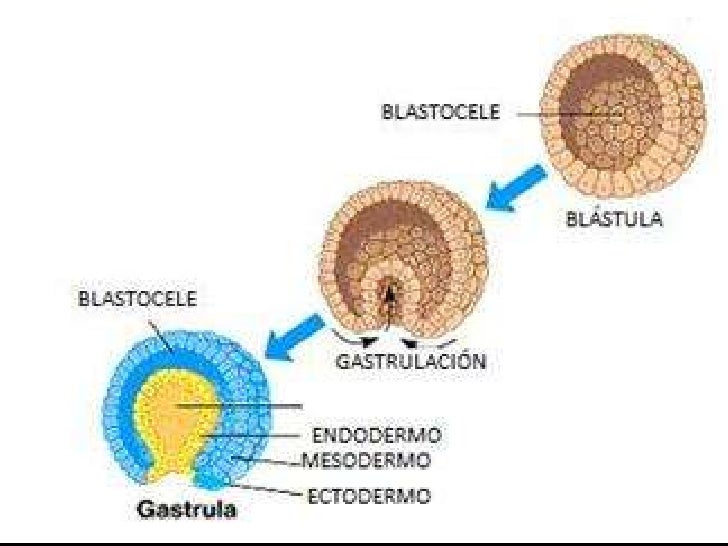 Epiblasto Ectodermo Terceira Semana Do Desenvolvimento Embrionário