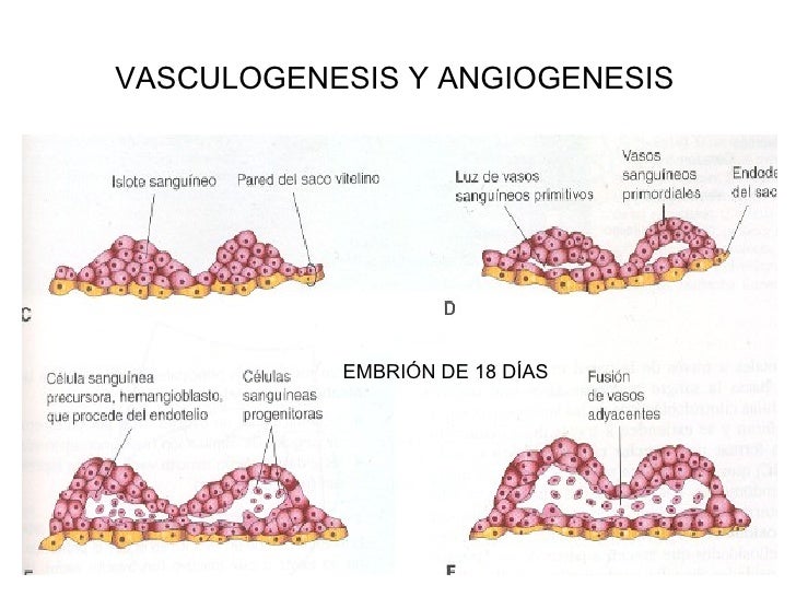 Tercera semana del desarrollo