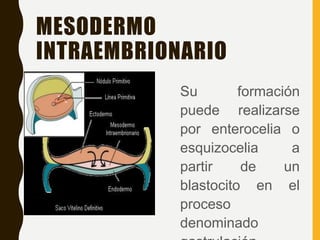 Embriología. Tercera Semana del Desarrollo. | PPTX