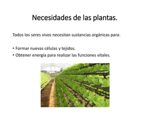 Practica Educativa relacionada a la Nutrición Vegetal | PPT
