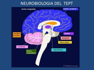 Tercera Unidad Neurobiologia-endocri del TEPT (2) (1).pptx