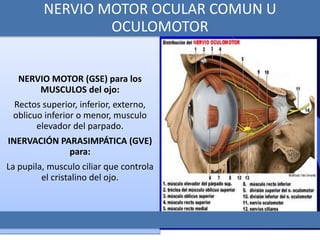 Tercer par craneal | PPTX