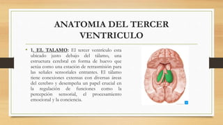 Tercer Ventrículo estructuras y funciones | PPTX