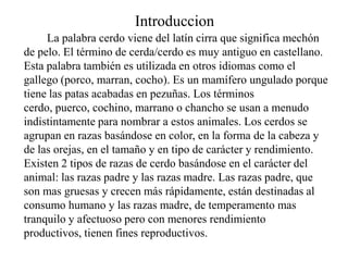 Origen de los Cerdos | PPTX