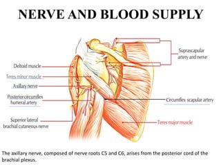 Teres minor tear test | PPTX