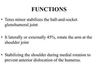 Teres minor tear test | PPT